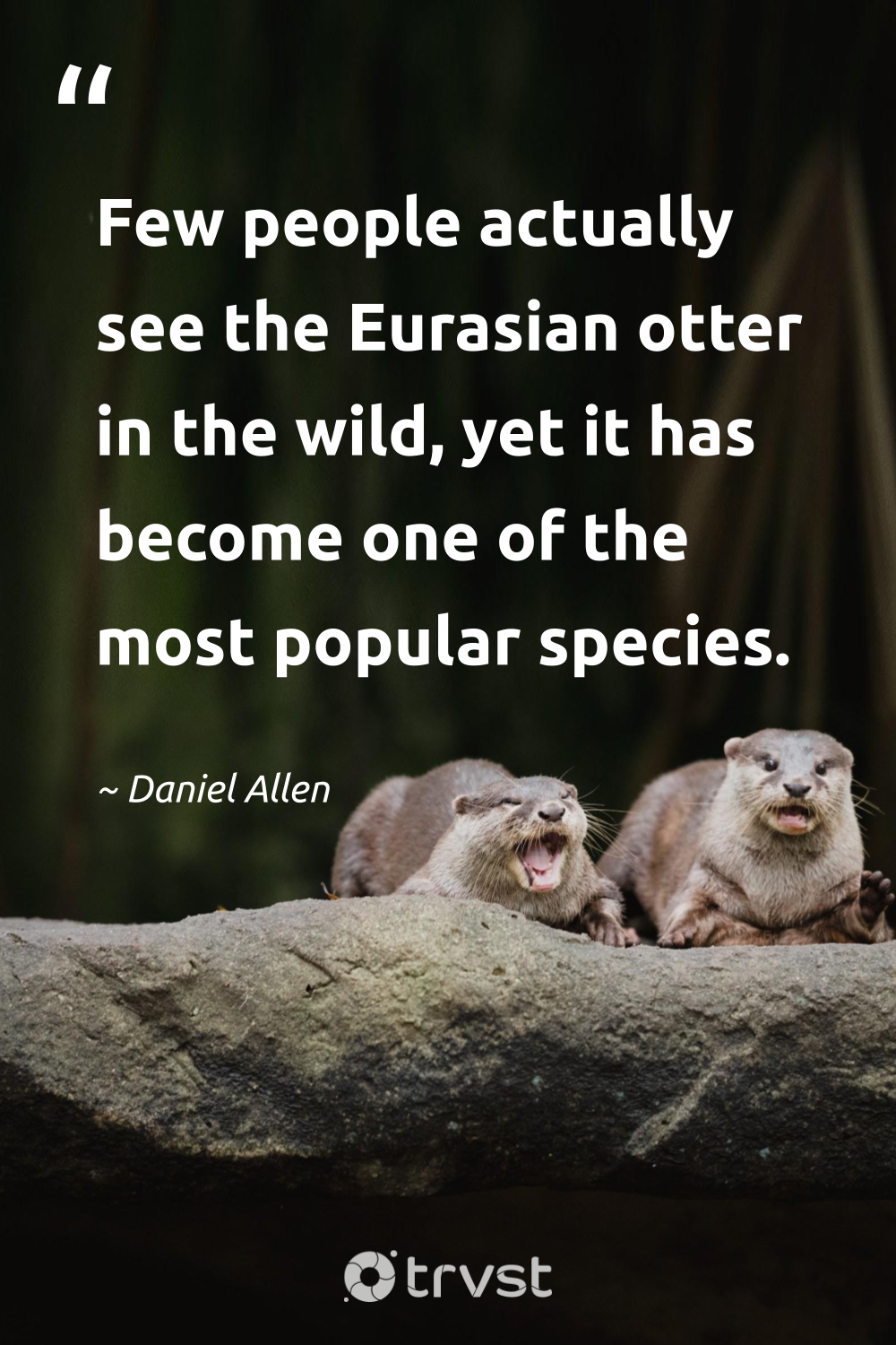 20 Otter Quotes about the Energetic Slender Mammals (2025)