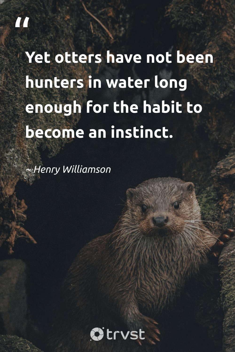 20 Otter Quotes about the Energetic Slender Mammals (2025)