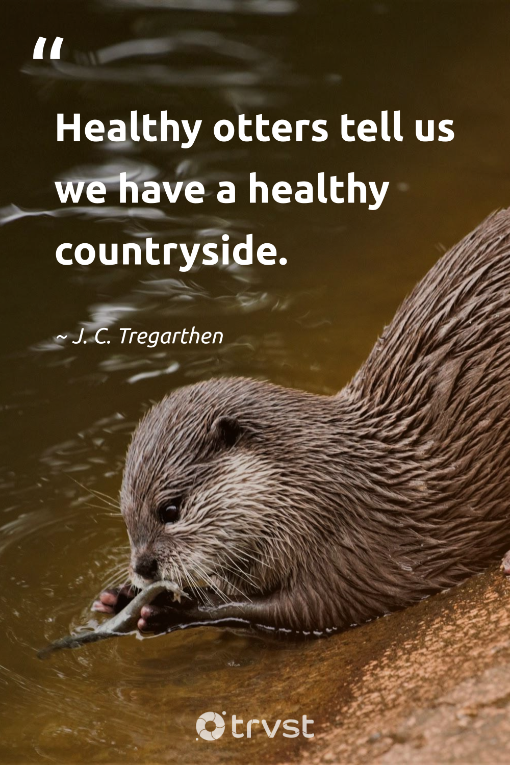20 Otter Quotes about the Energetic Slender Mammals (2025)