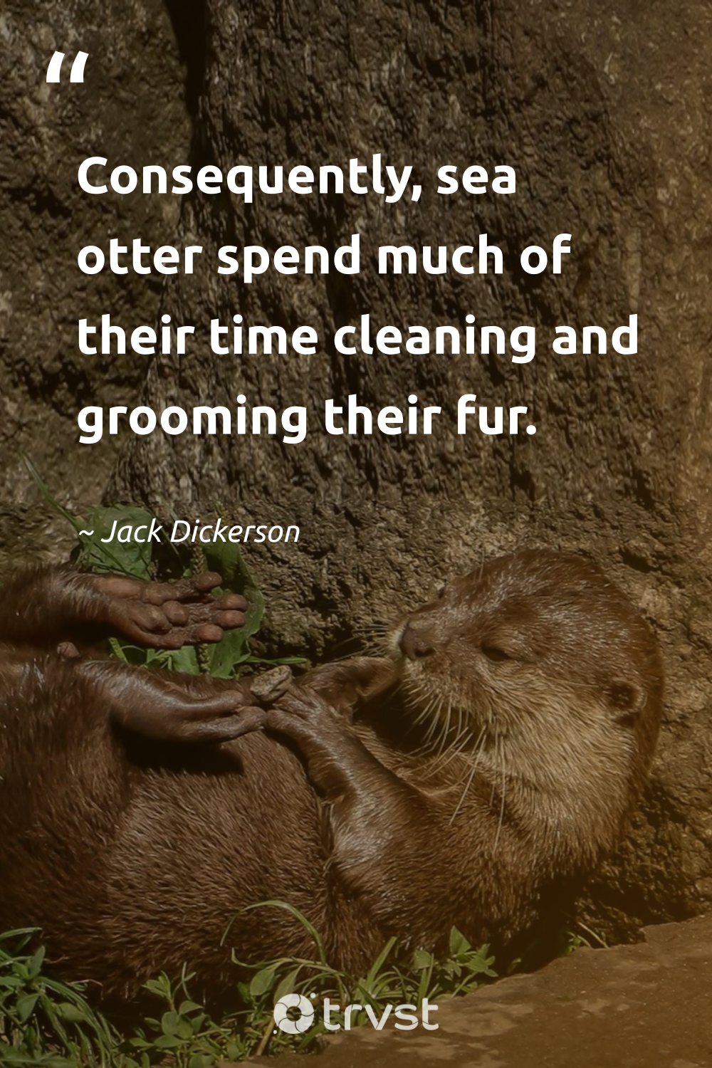 20 Otter Quotes about the Energetic Slender Mammals (2025)