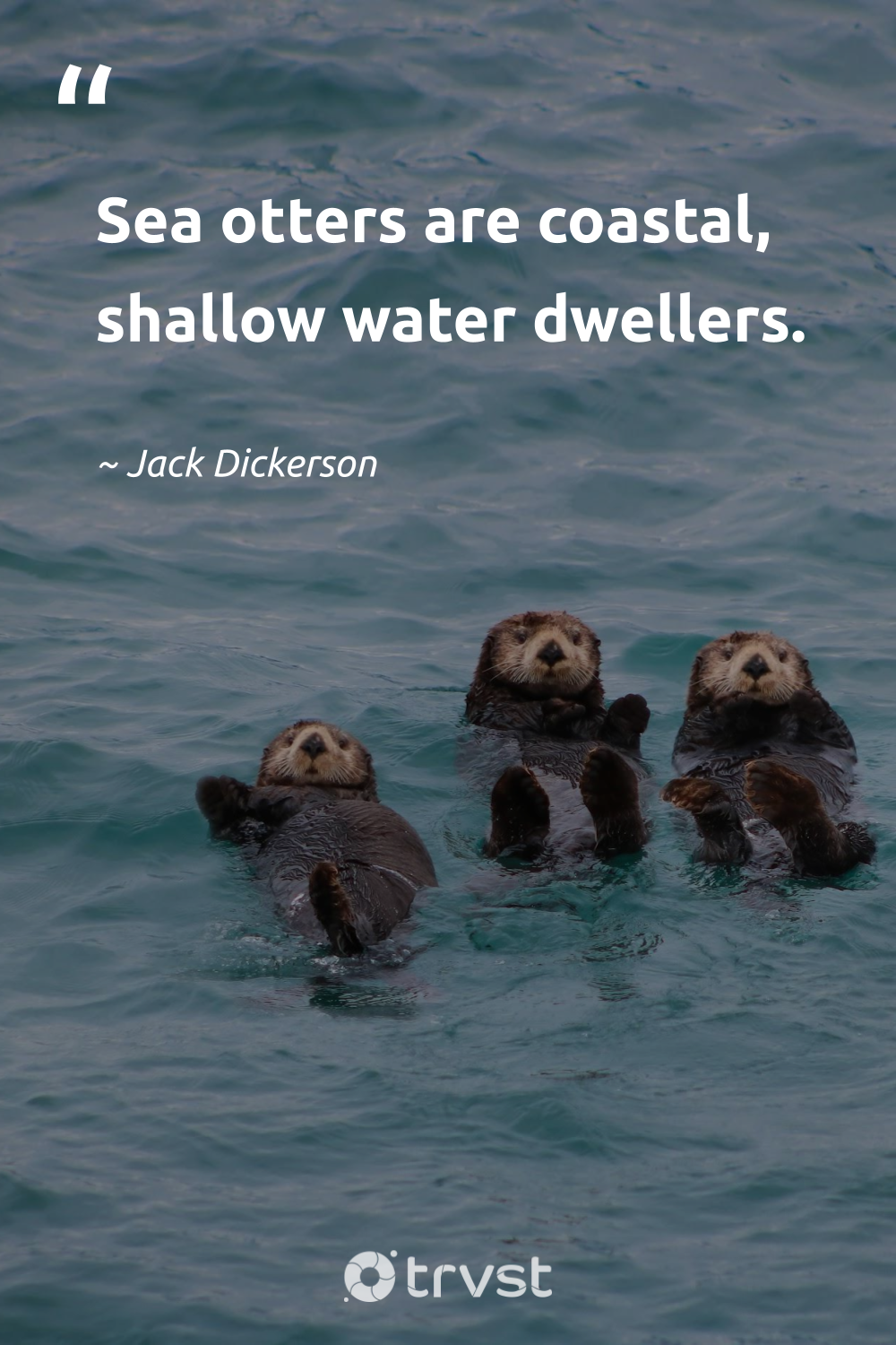 20 Otter Quotes about the Energetic Slender Mammals (2025)