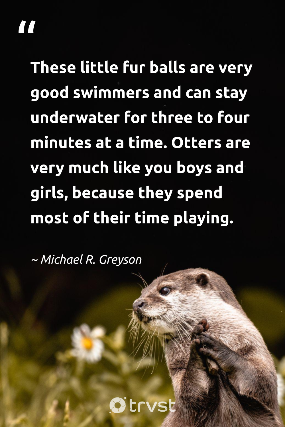 20 Otter Quotes about the Energetic Slender Mammals (2025)