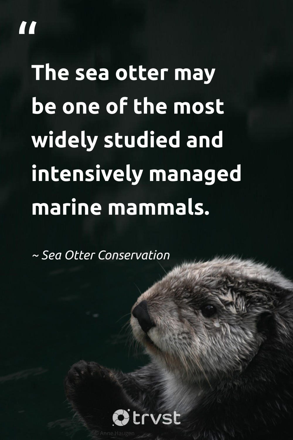 20 Otter Quotes about the Energetic Slender Mammals (2025)
