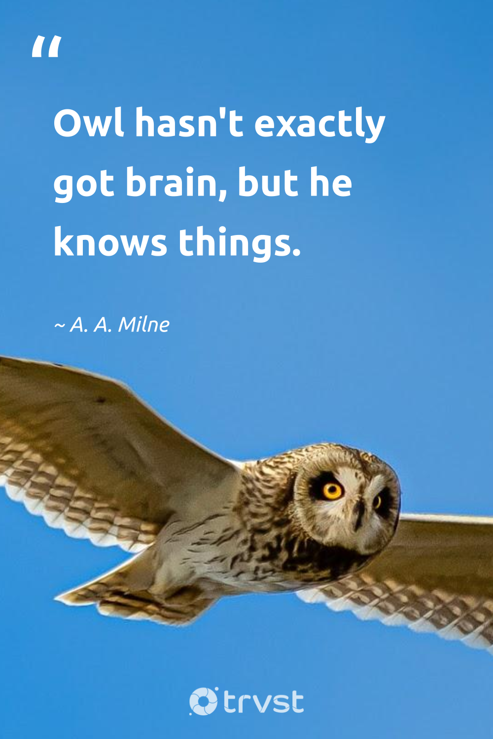 43 Owl Quotes, Captions, and Sayings to Make You Wiser