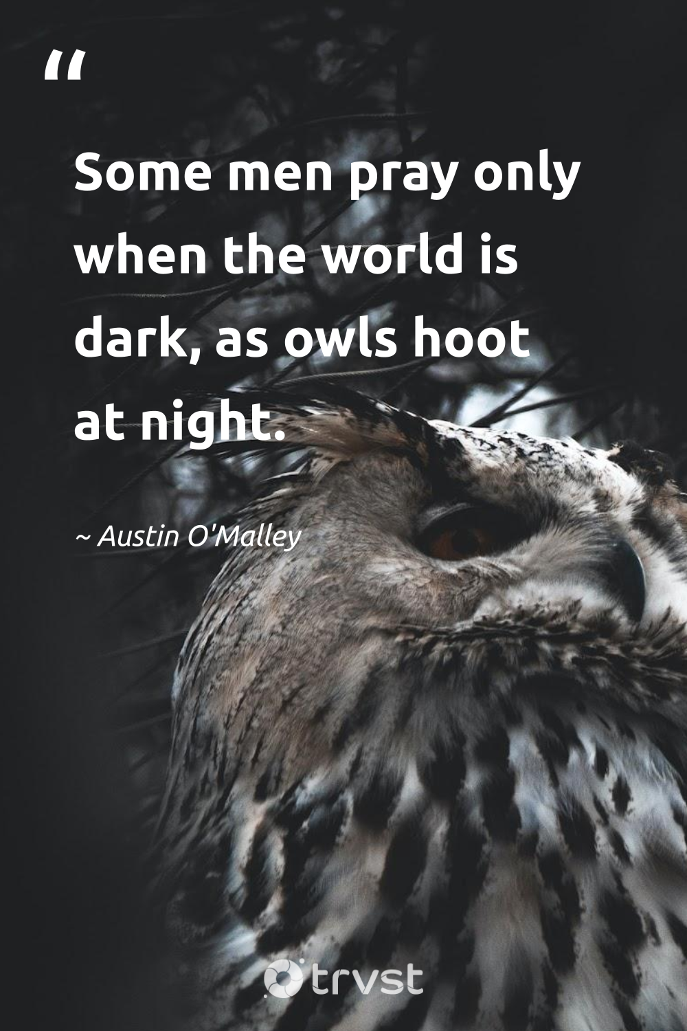 43 Owl Quotes, Captions, and Sayings to Make You Wiser