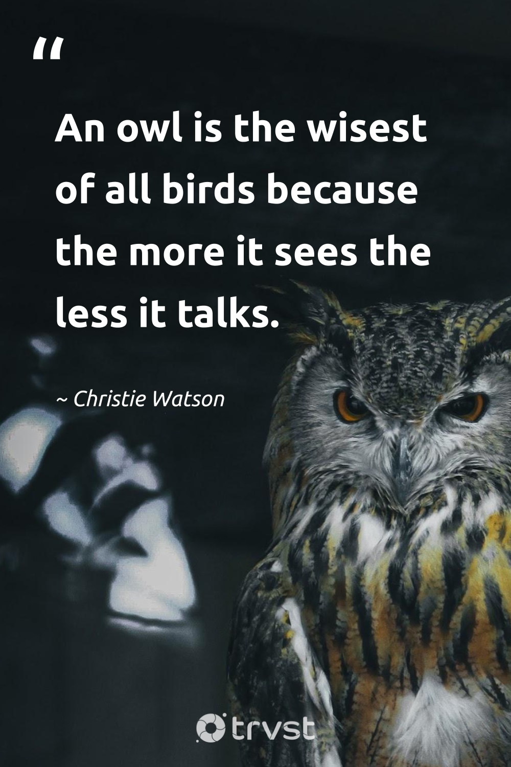 43 Owl Quotes, Captions, and Sayings to Make You Wiser