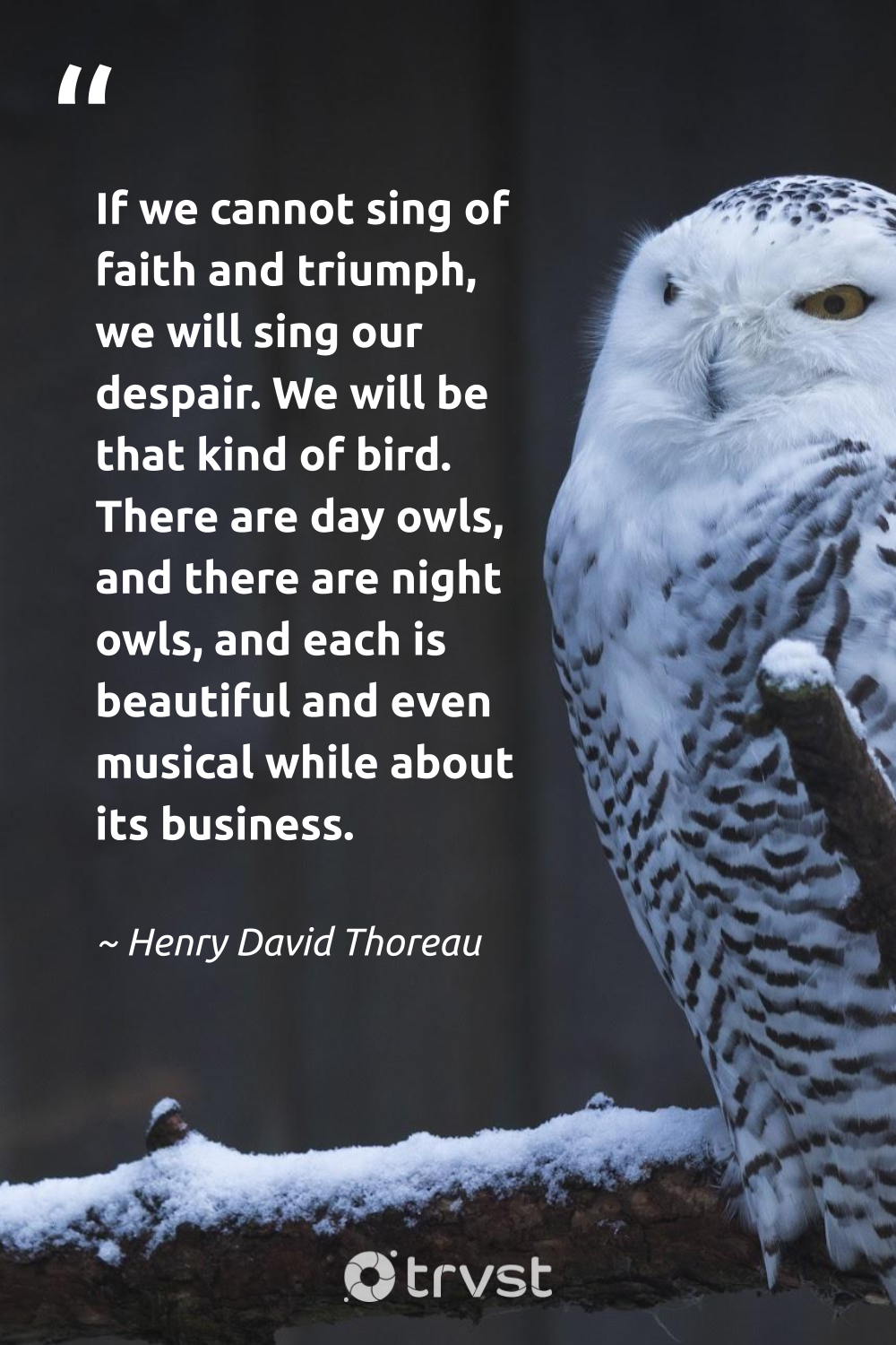 43 Owl Quotes, Captions, and Sayings to Make You Wiser