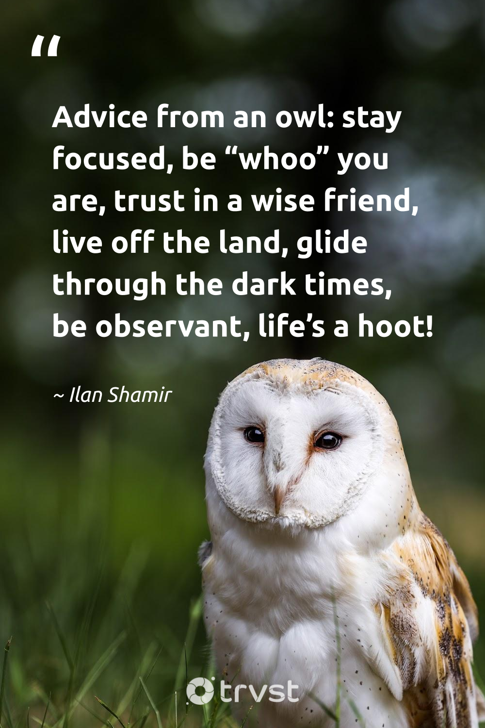 43 Owl Quotes, Captions, and Sayings to Make You Wiser