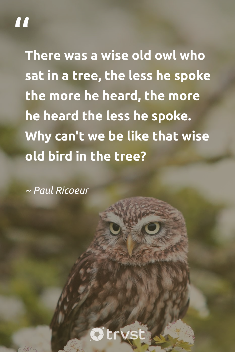 43 Owl Quotes, Captions, and Sayings to Make You Wiser