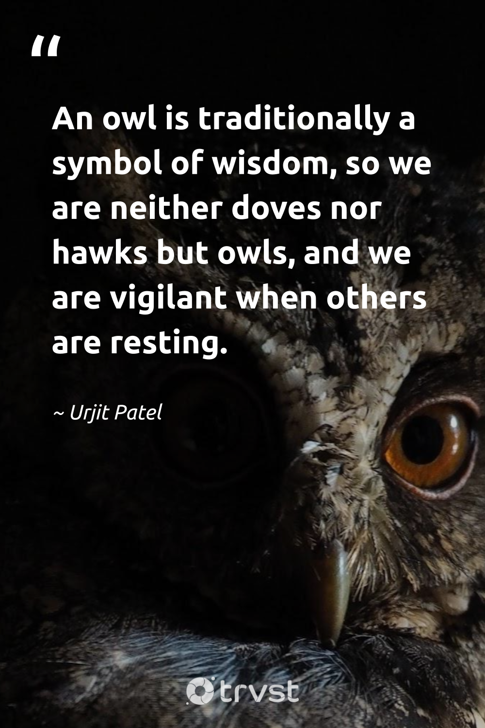 43 Owl Quotes, Captions, and Sayings to Make You Wiser