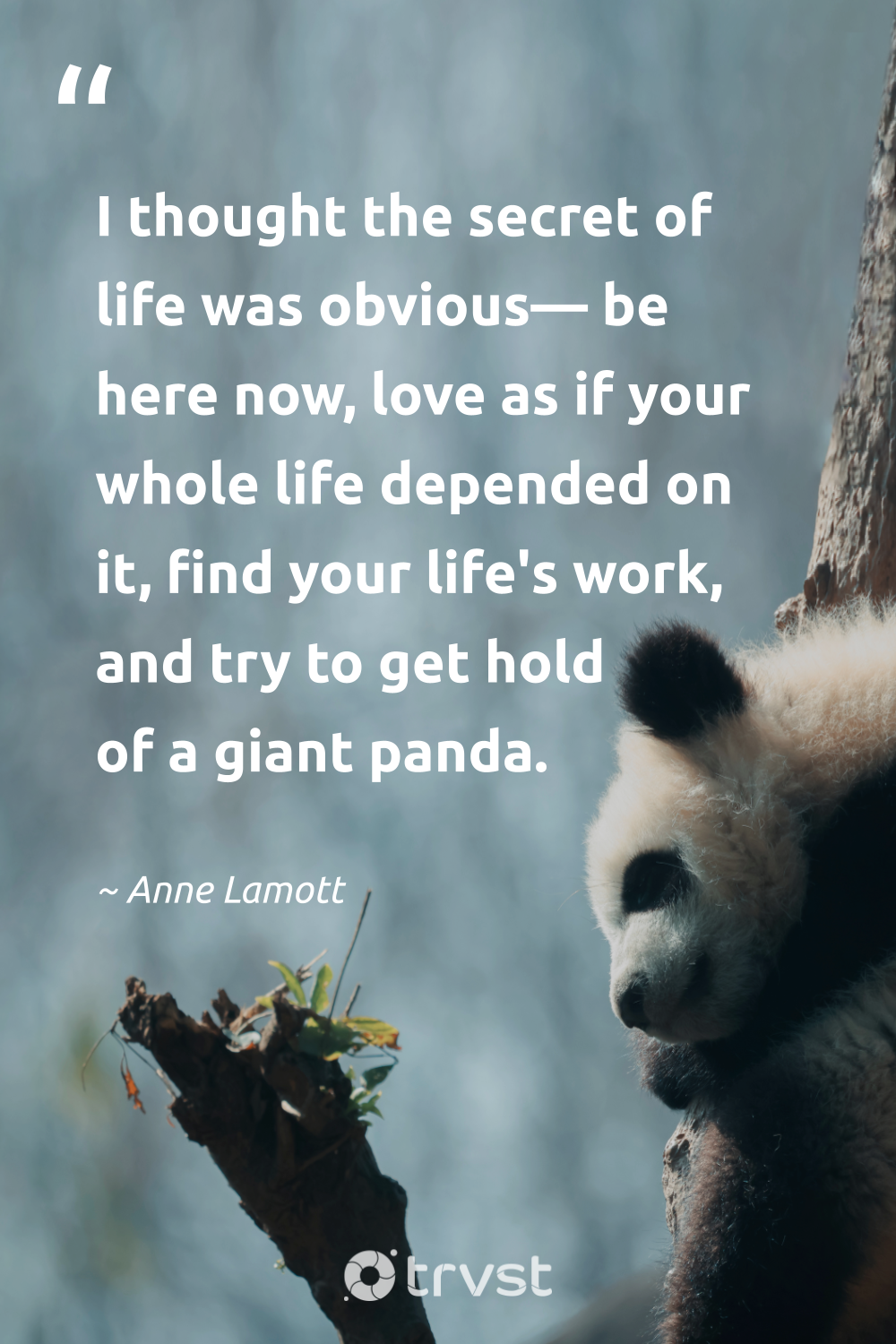 20 Panda Quotes About The Adorable Bear of China & Film (2025)