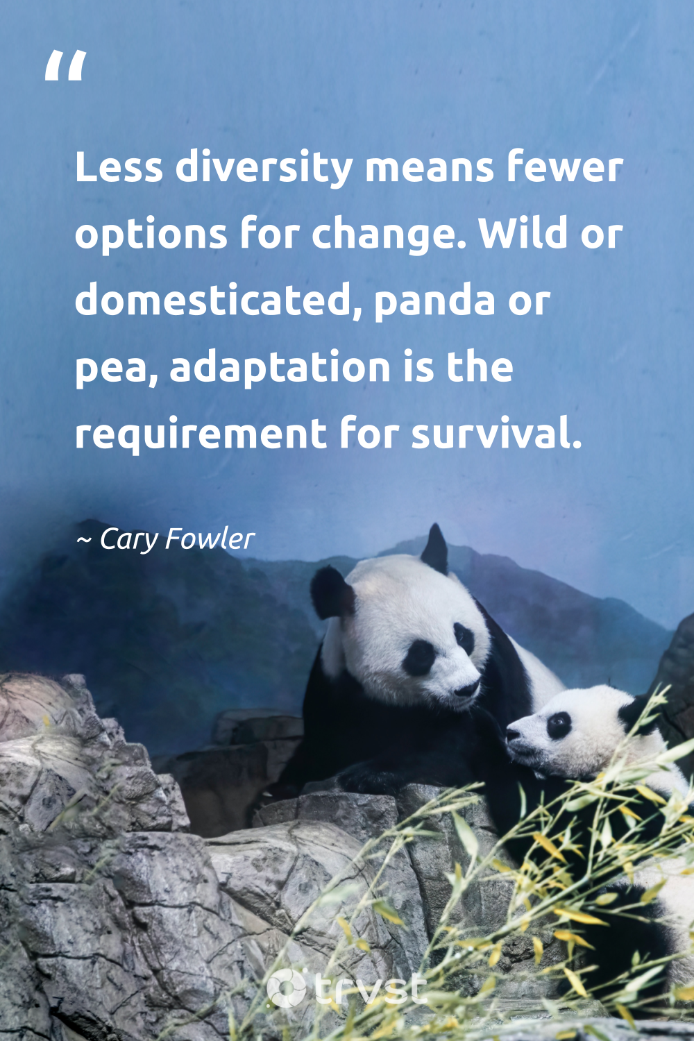 20 Panda Quotes About The Adorable Bear of China & Film (2024)
