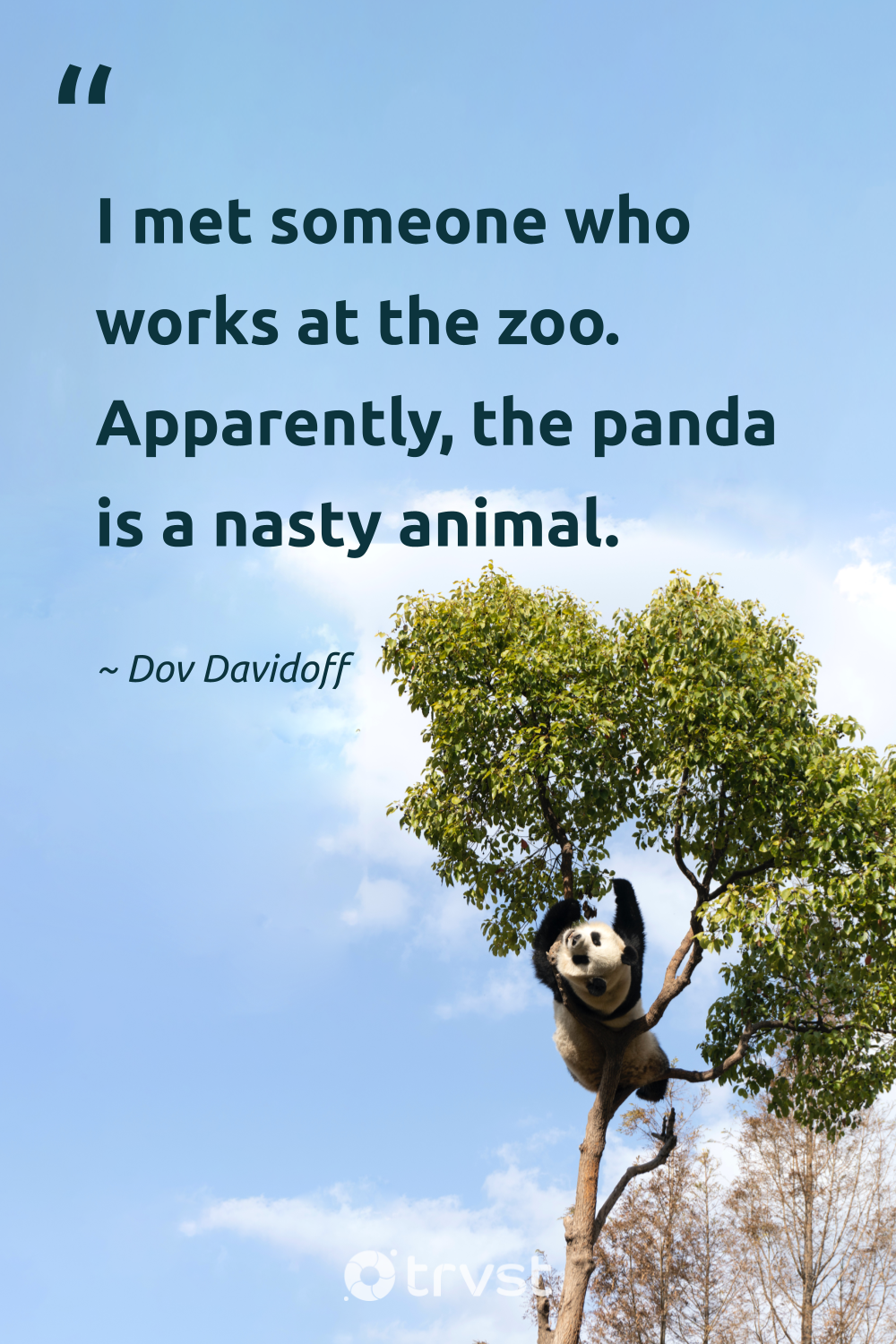 20 Panda Quotes About The Adorable Bear of China & Film (2025)