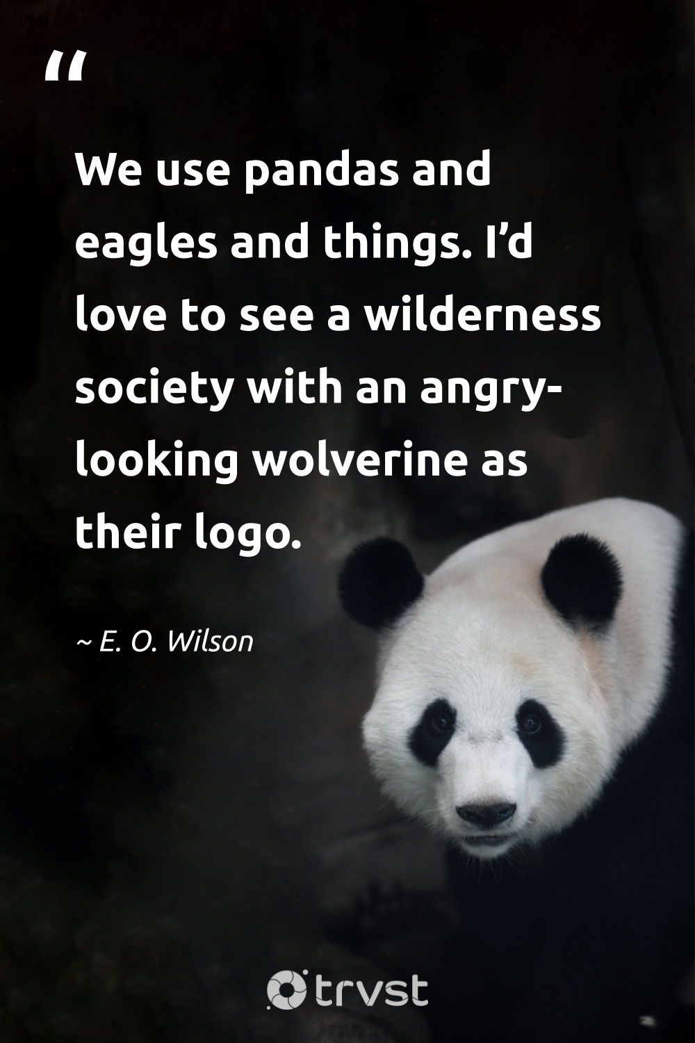 20 Panda Quotes About The Adorable Bear of China & Film (2025)