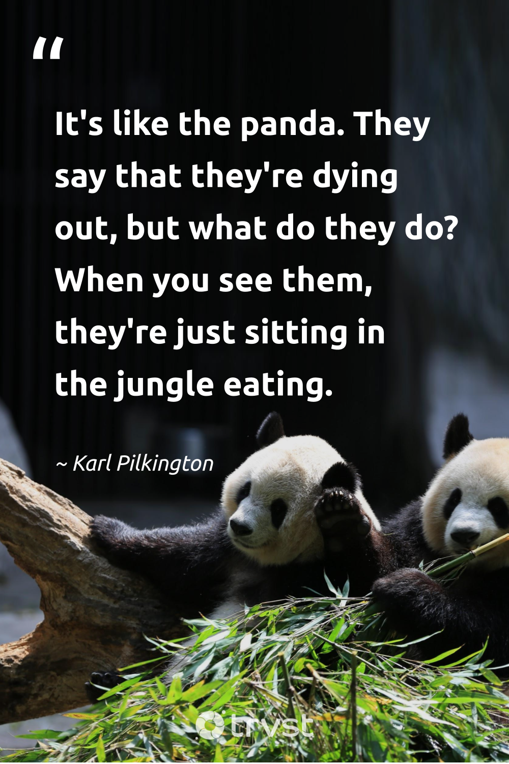 20 Panda Quotes About The Adorable Bear of China & Film (2025)