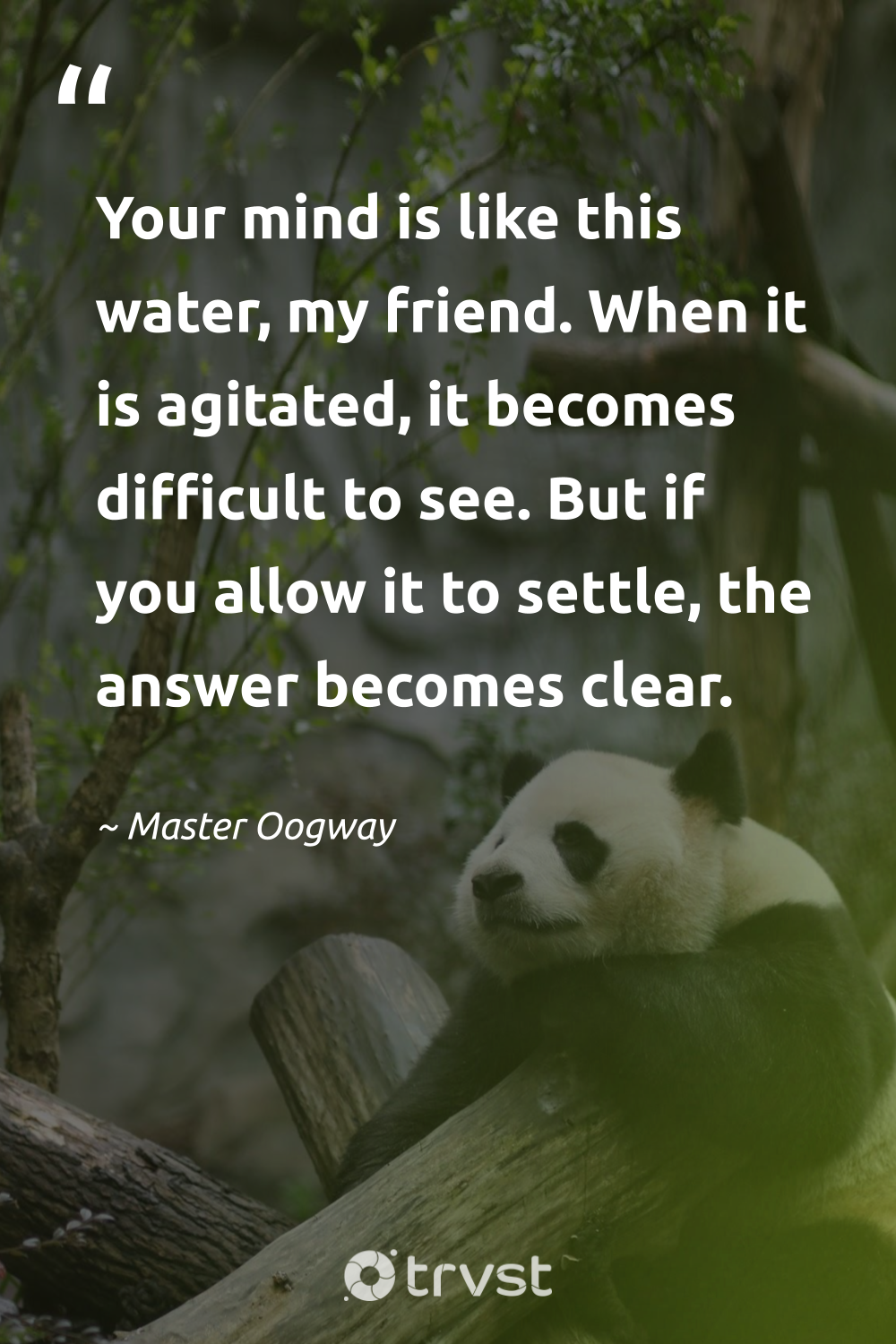 20 Panda Quotes About The Adorable Bear of China & Film (2025)