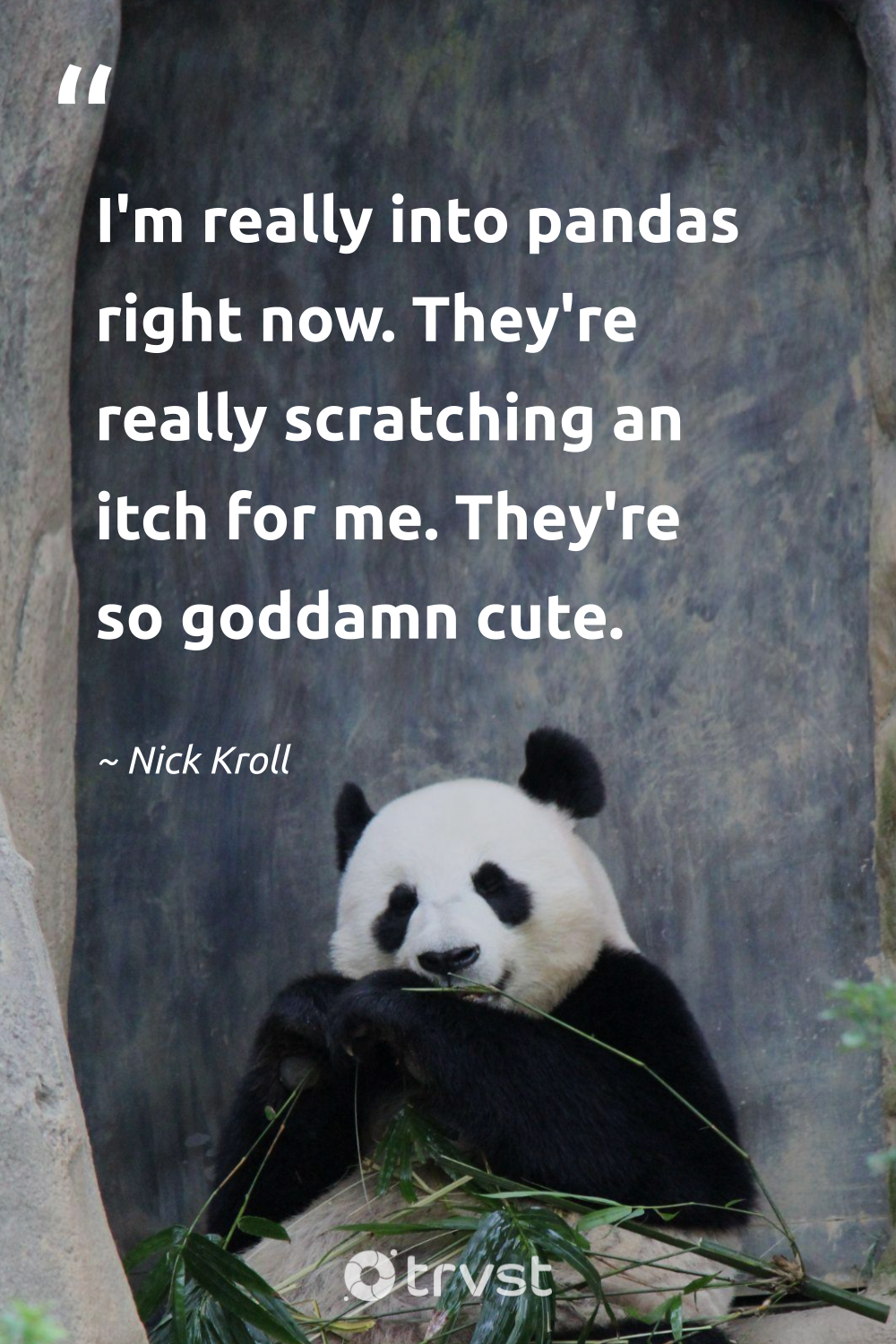 20 Panda Quotes About The Adorable Bear of China & Film (2024)