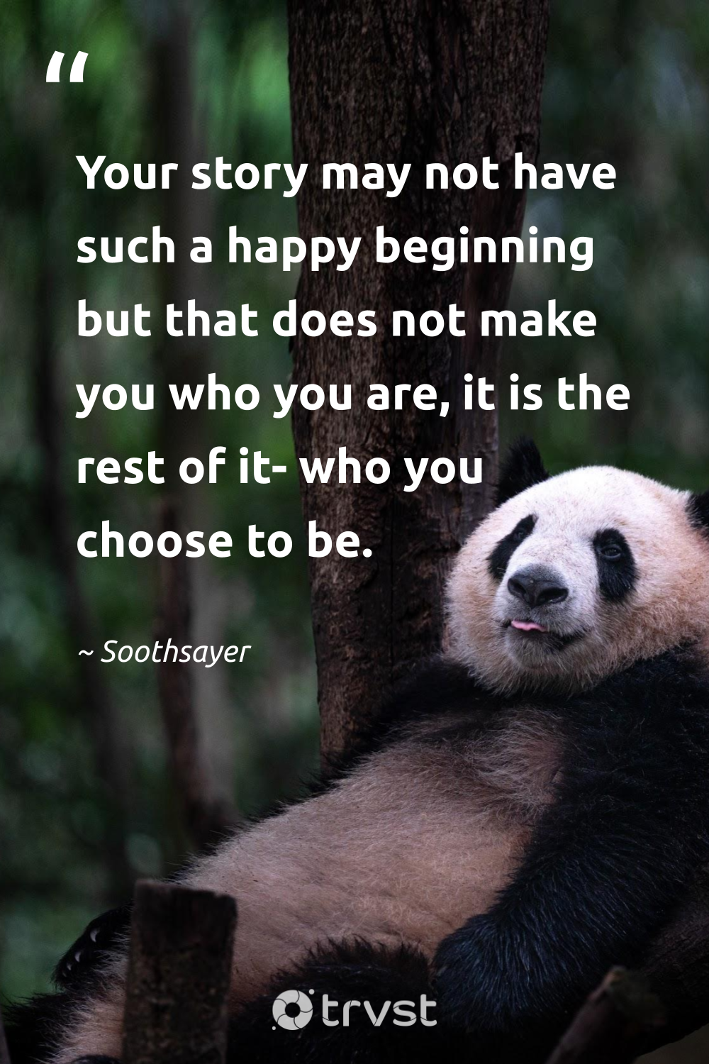 20 Panda Quotes About The Adorable Bear of China & Film (2024)