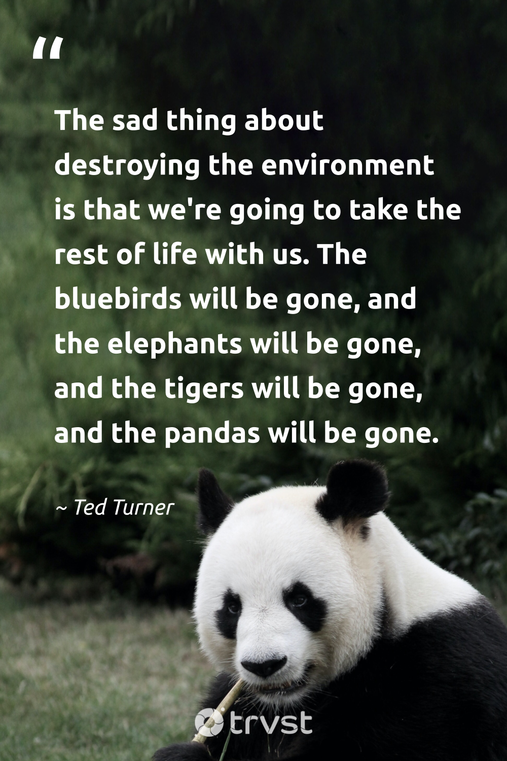 20 Panda Quotes About The Adorable Bear of China & Film (2024)