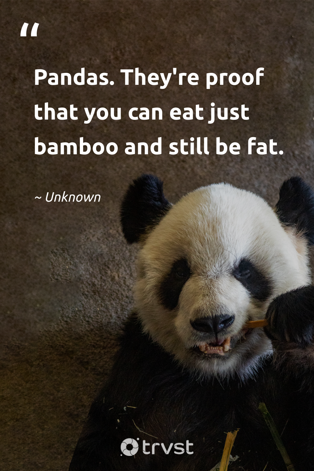 20 Panda Quotes About The Adorable Bear of China & Film (2024)
