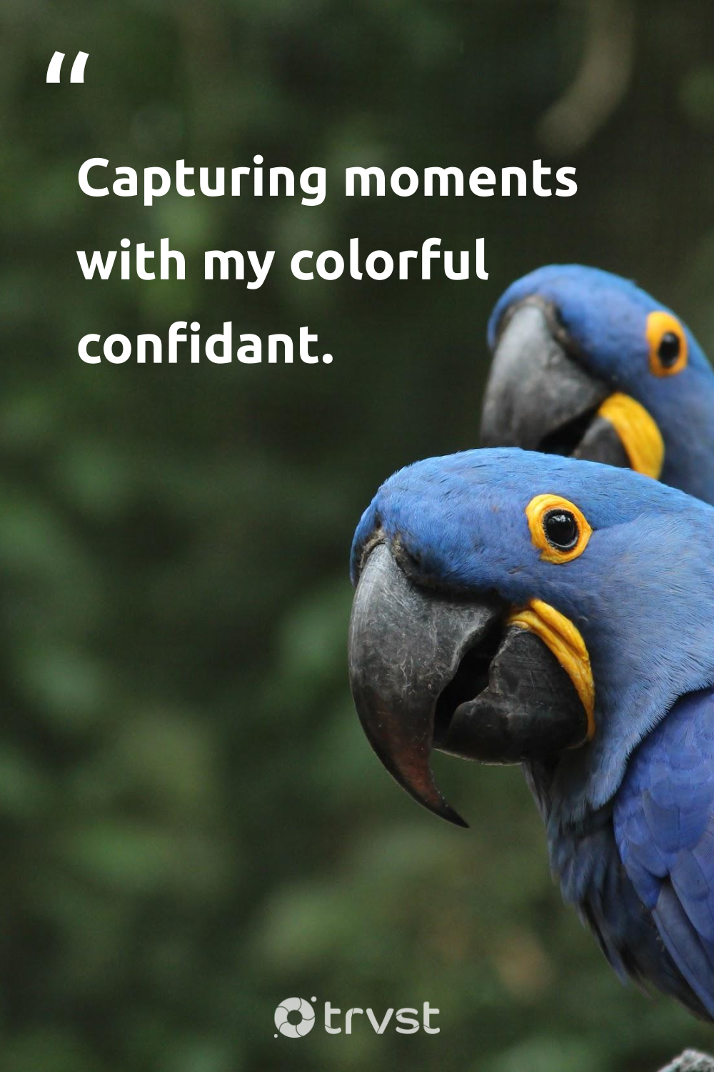 21 Parrot Quotes About The Vibrant Talkative Birds