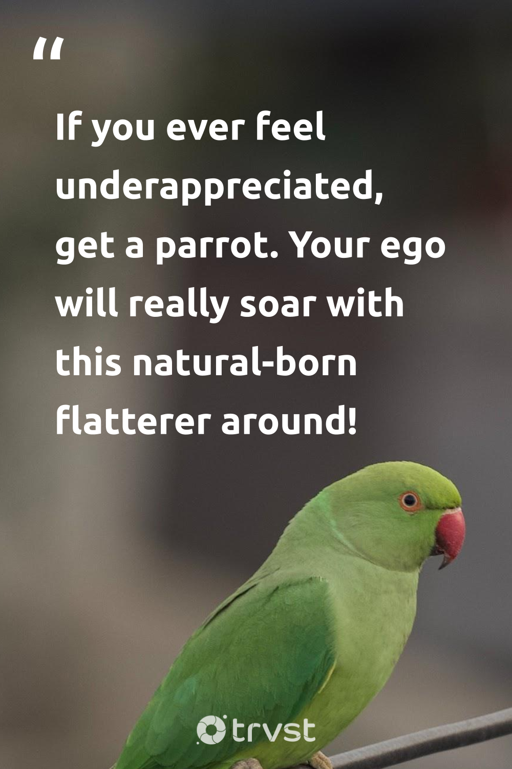 21 Parrot Quotes About The Vibrant Talkative Birds