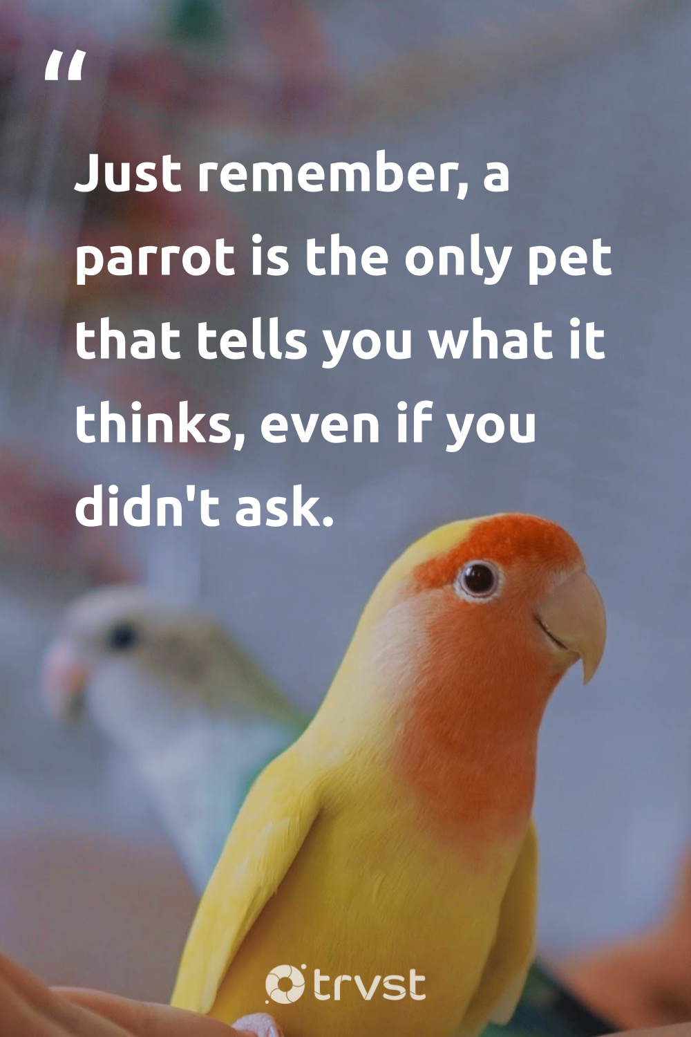 21 Parrot Quotes About The Vibrant Talkative Birds