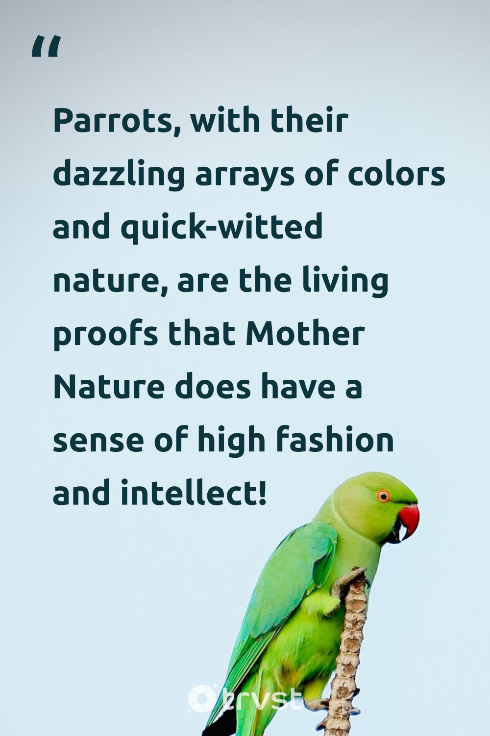 21 Parrot Quotes About The Vibrant Talkative Birds