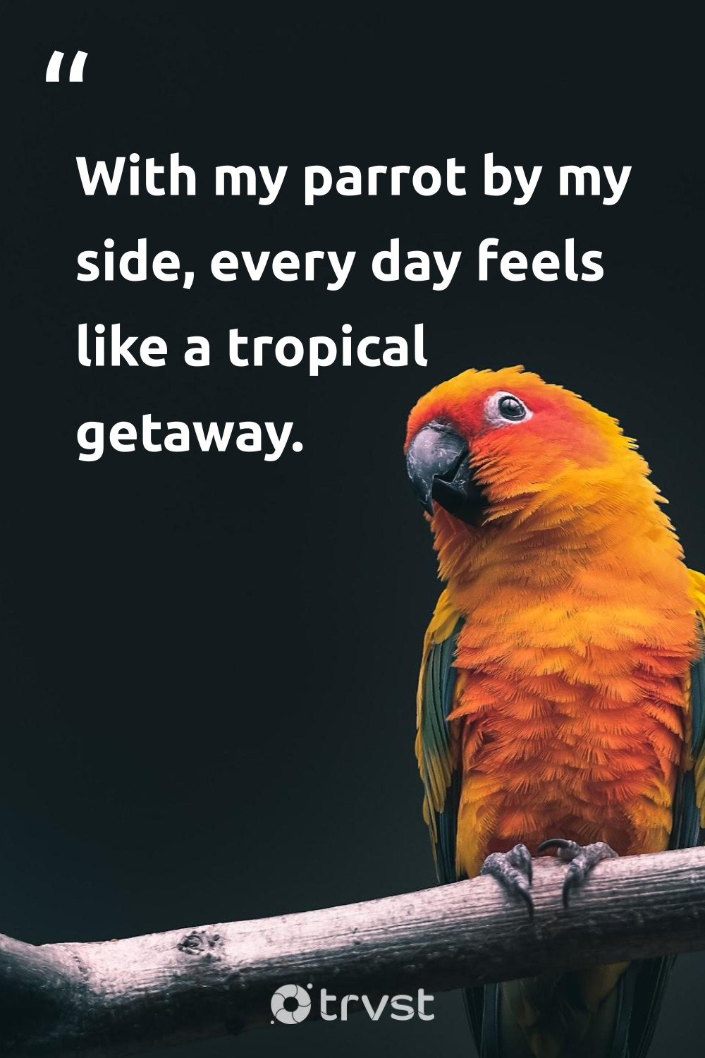 21 Parrot Quotes About The Vibrant Talkative Birds