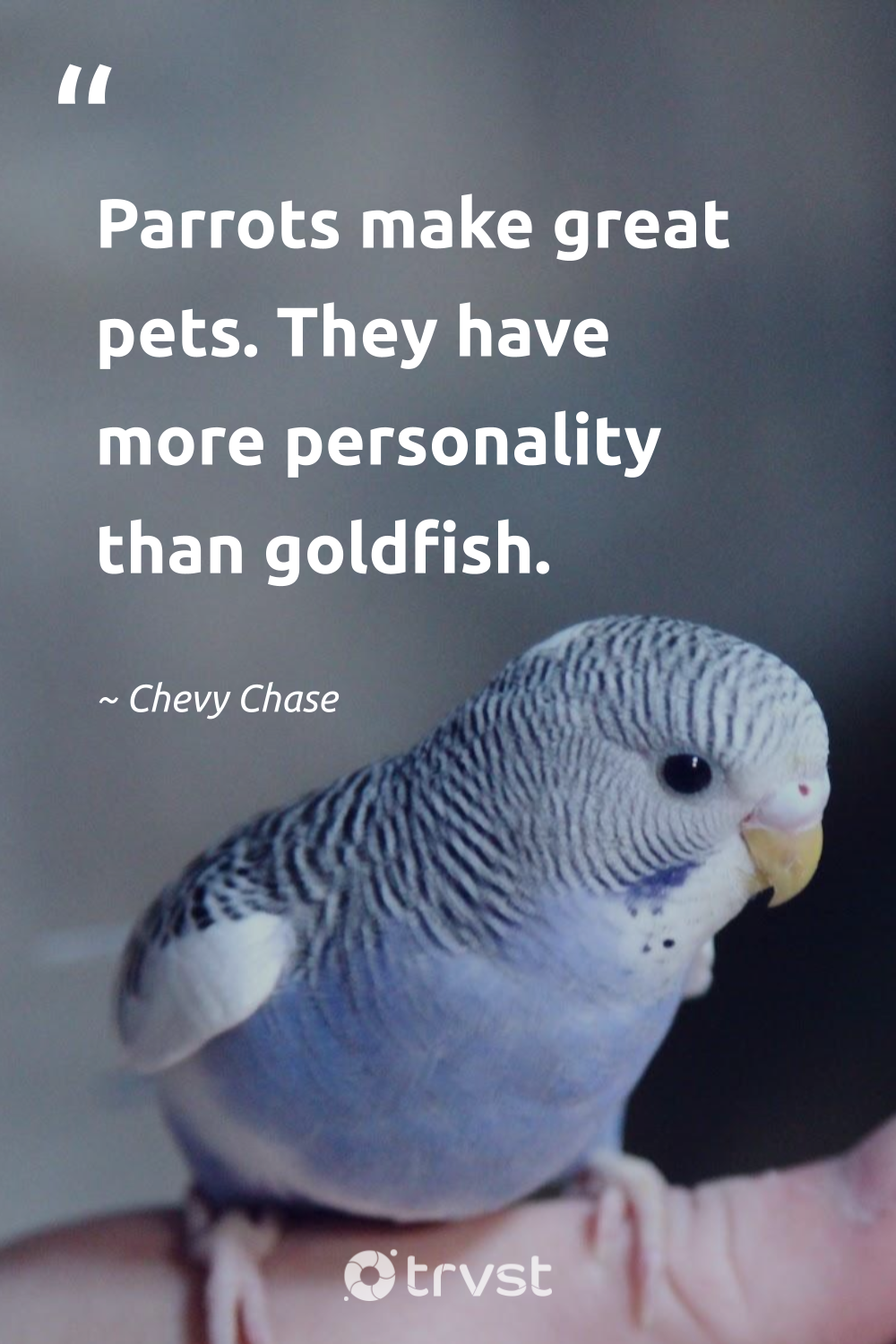 21 Parrot Quotes About The Vibrant Talkative Birds