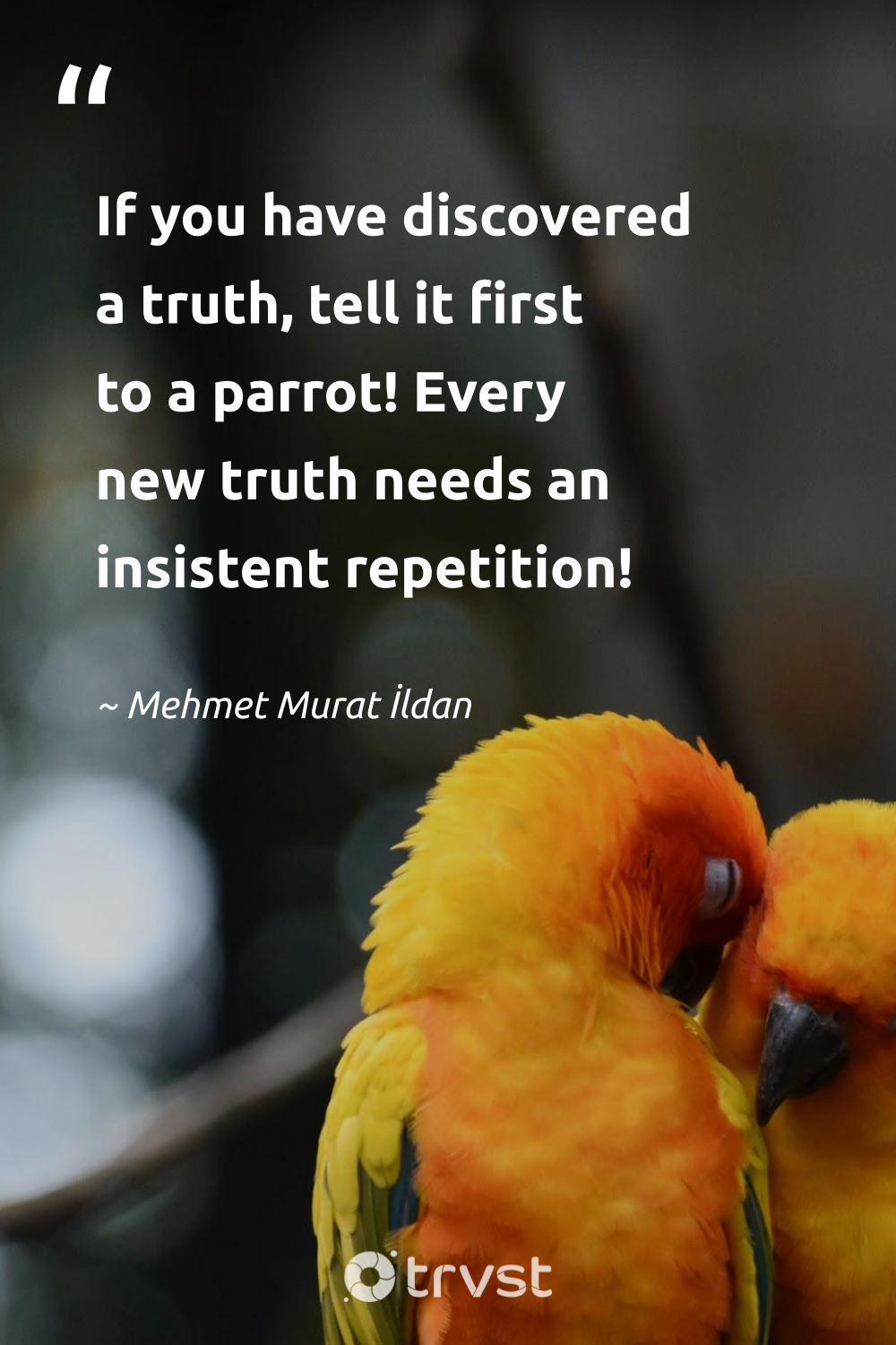 21 Parrot Quotes About The Vibrant Talkative Birds