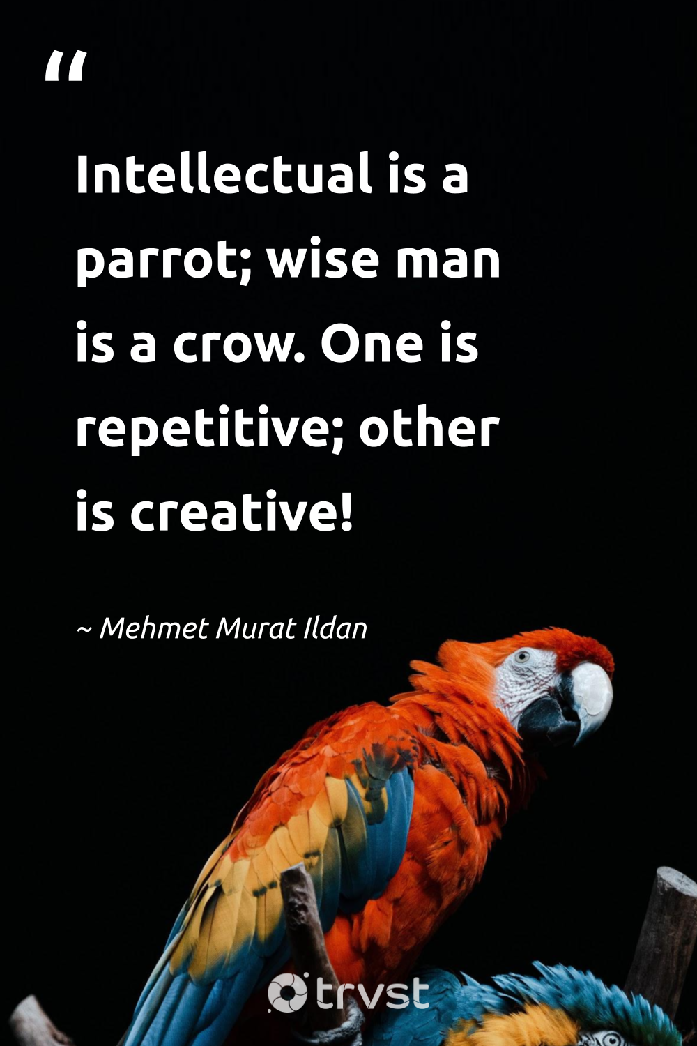 21 Parrot Quotes About The Vibrant Talkative Birds