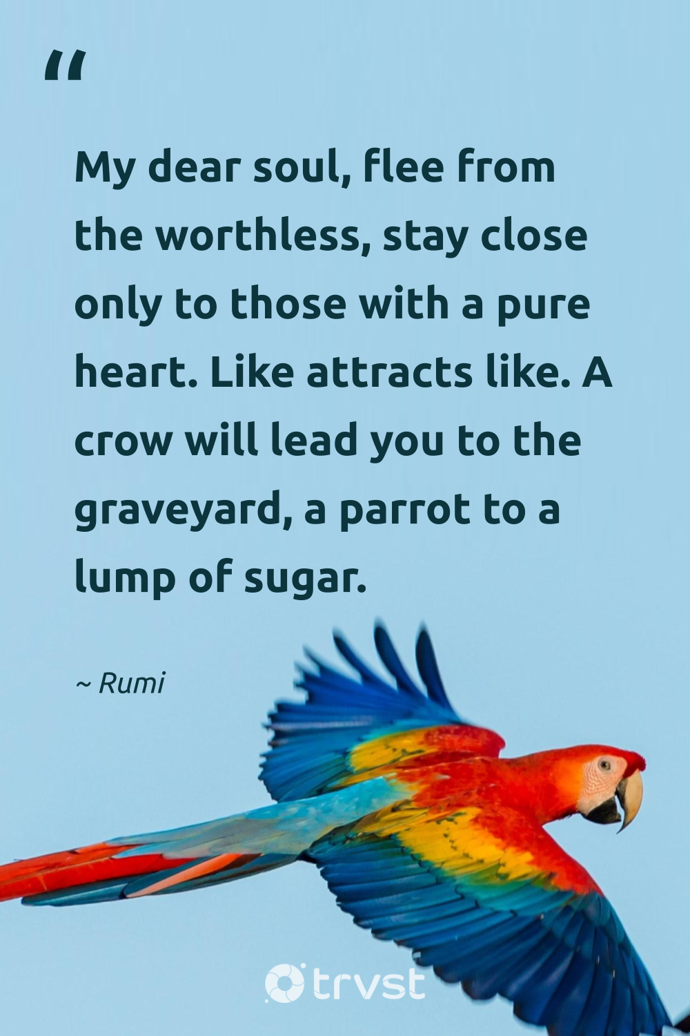 21 Parrot Quotes About The Vibrant Talkative Birds