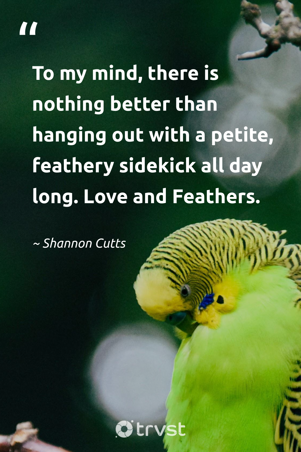 21 Parrot Quotes About The Vibrant Talkative Birds
