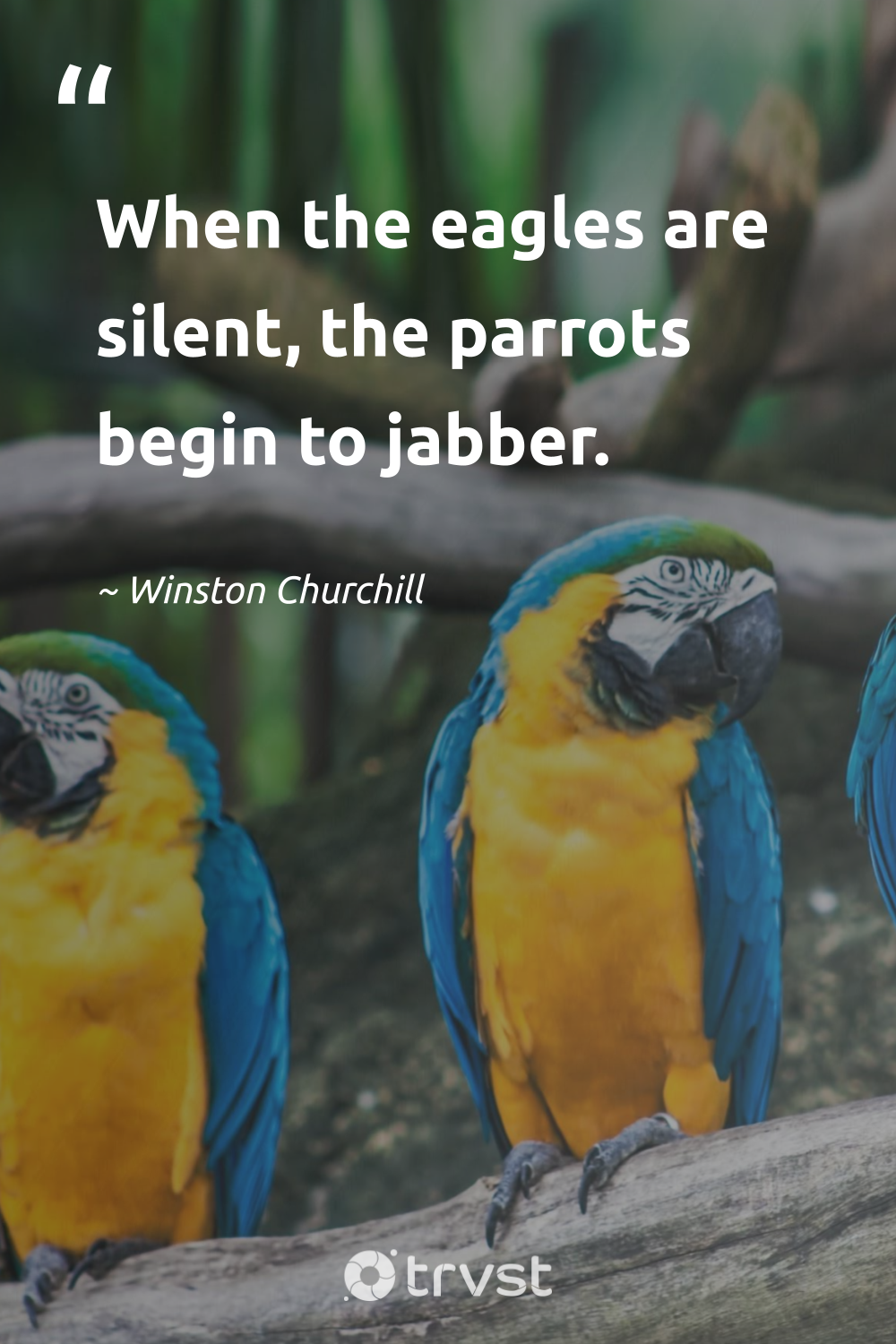 21 Parrot Quotes About The Vibrant Talkative Birds