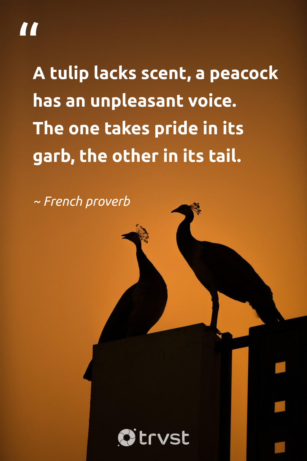 30 Peacock Quotes to Inspire Beauty and Confidence