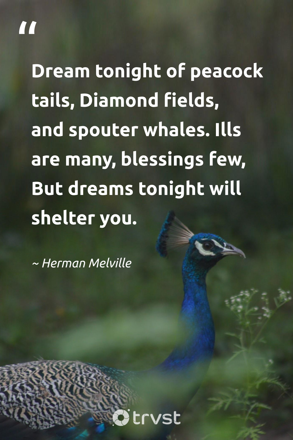 30 Peacock Quotes to Inspire Beauty and Confidence