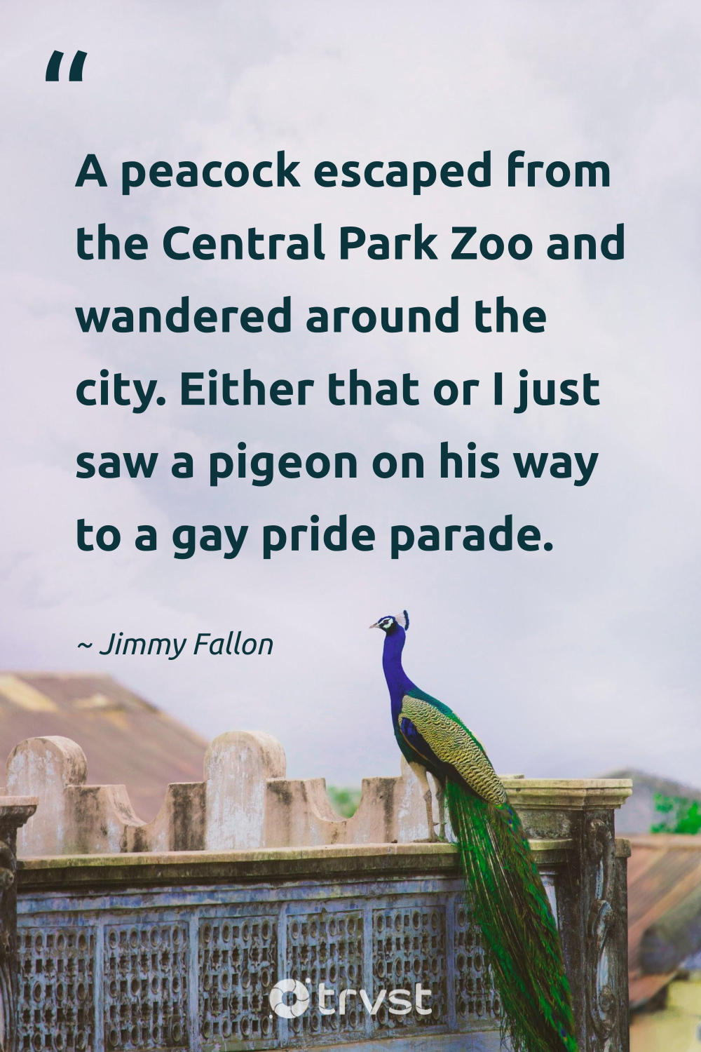 30 Peacock Quotes to Inspire Beauty and Confidence