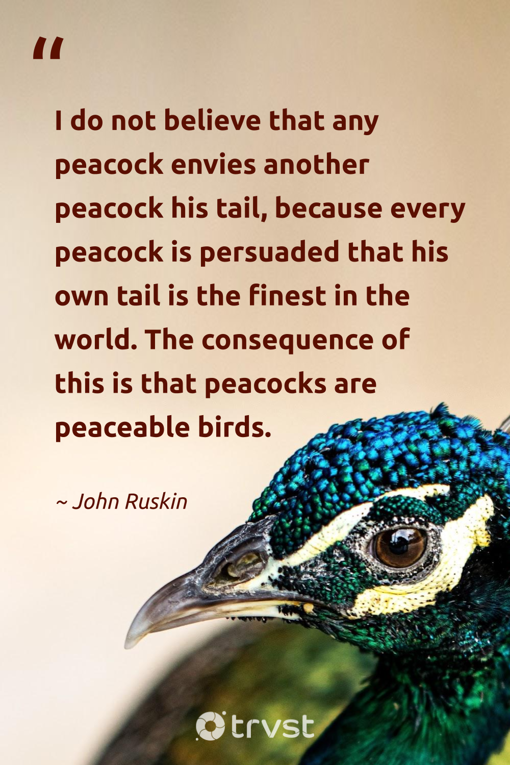 30 Peacock Quotes to Inspire Beauty and Confidence
