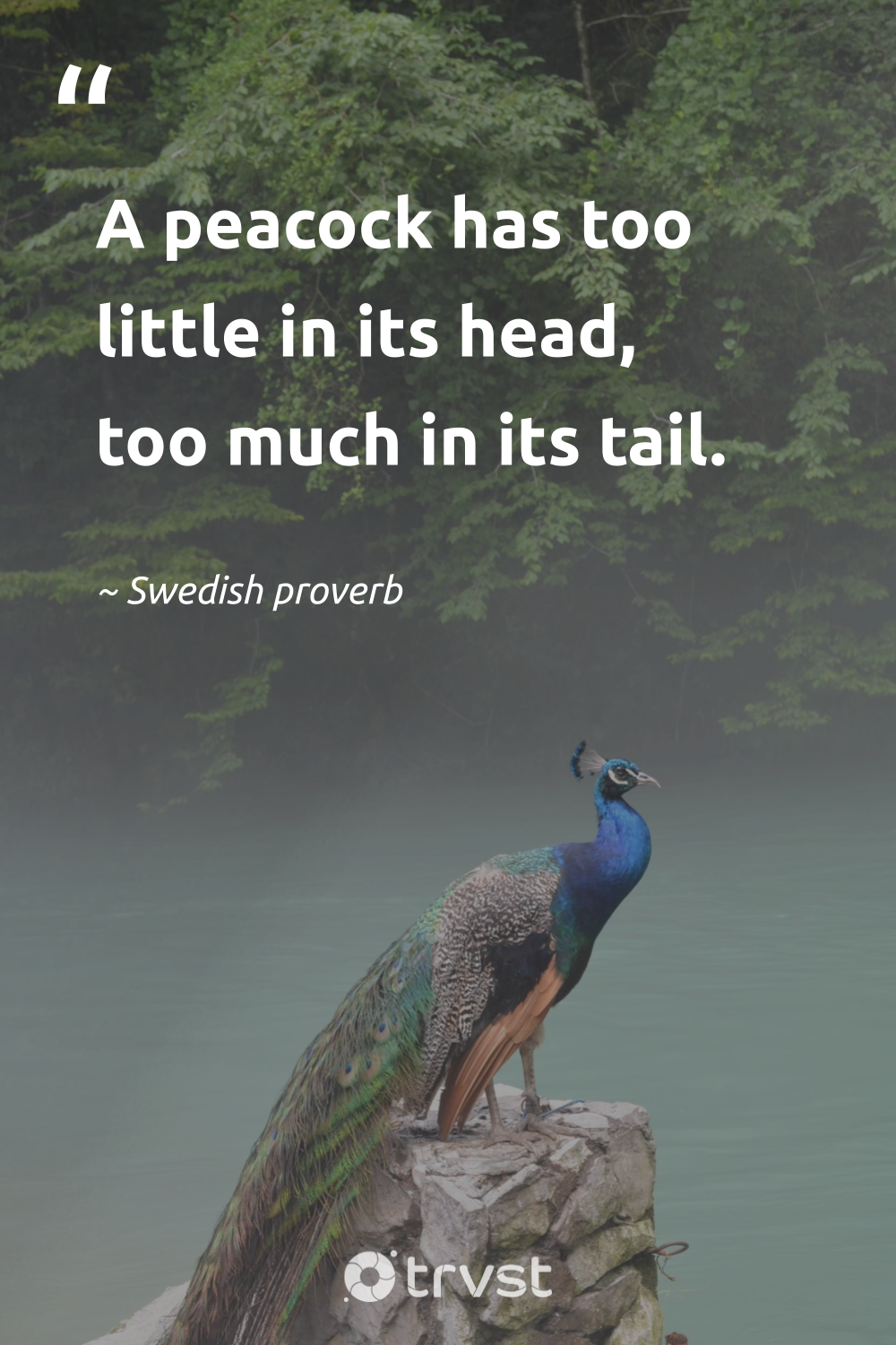 30 Peacock Quotes to Inspire Beauty and Confidence
