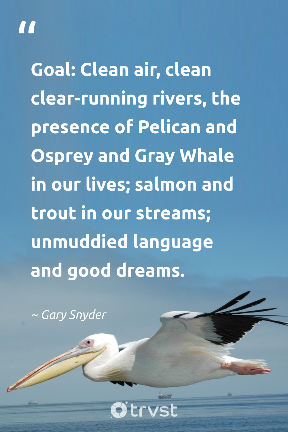 15 Pelican Quotes Taking Flight With Wisdom