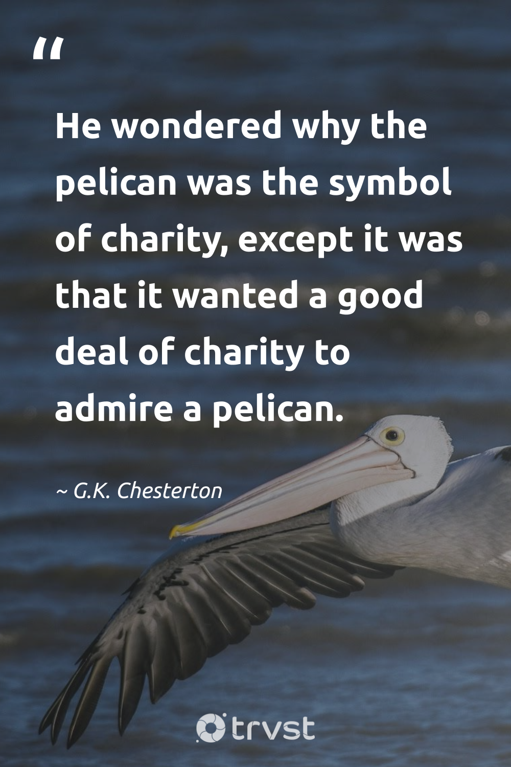 15 Pelican Quotes Taking Flight With Wisdom