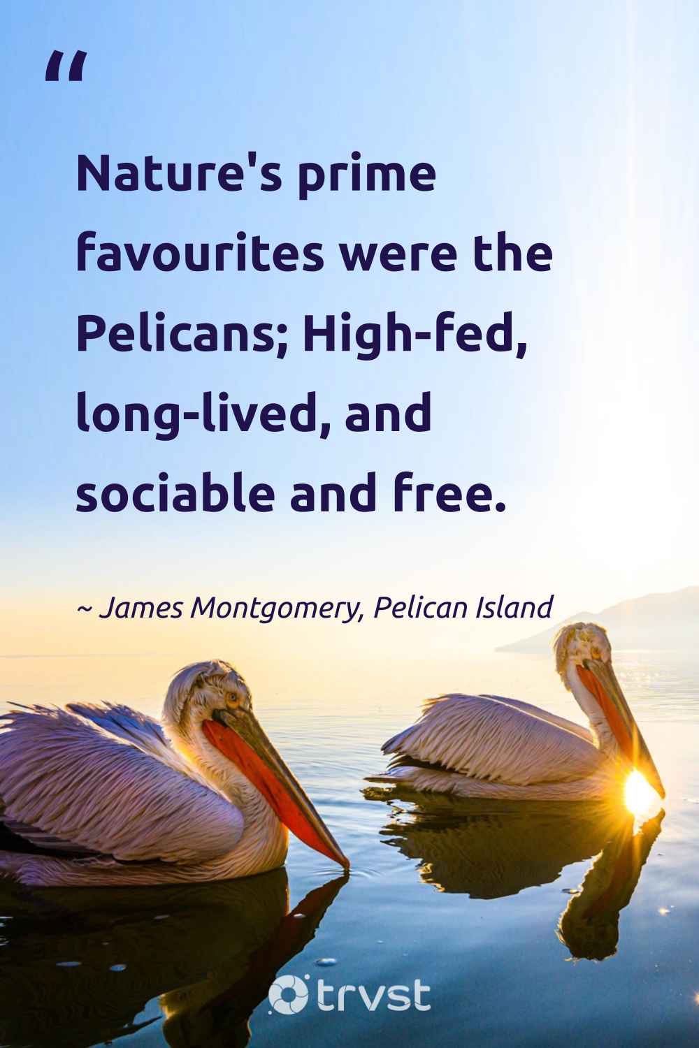 15 Pelican Quotes Taking Flight With Wisdom