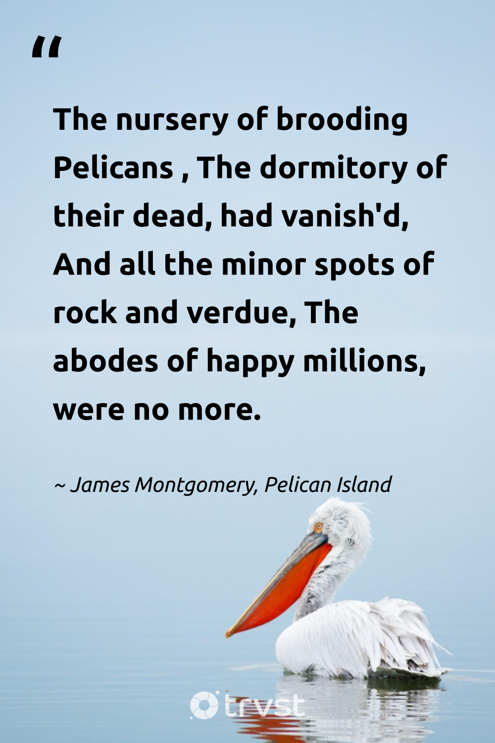 15 Pelican Quotes Taking Flight With Wisdom
