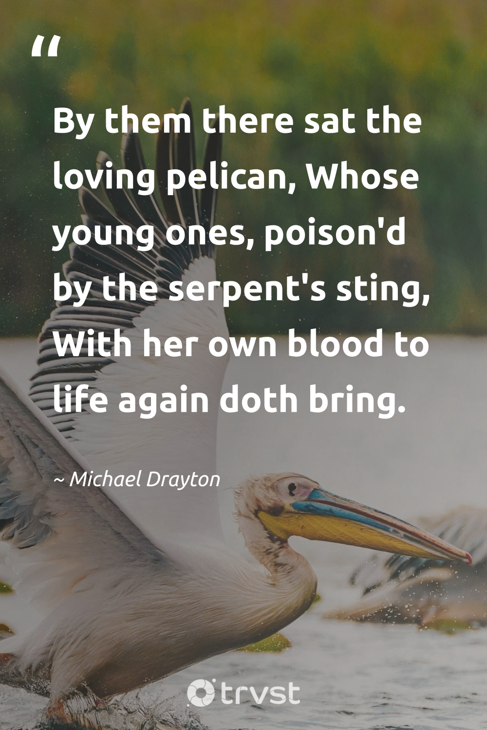 15 Pelican Quotes Taking Flight With Wisdom