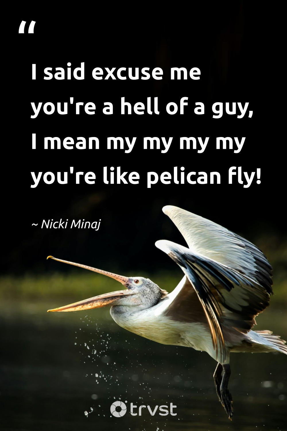15 Pelican Quotes Taking Flight With Wisdom