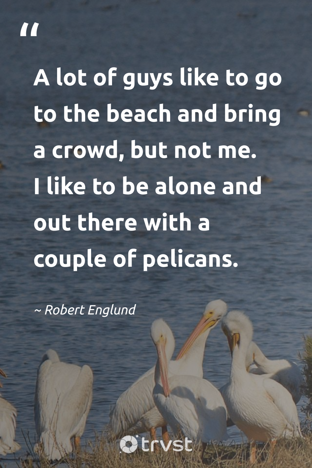 15 Pelican Quotes Taking Flight With Wisdom