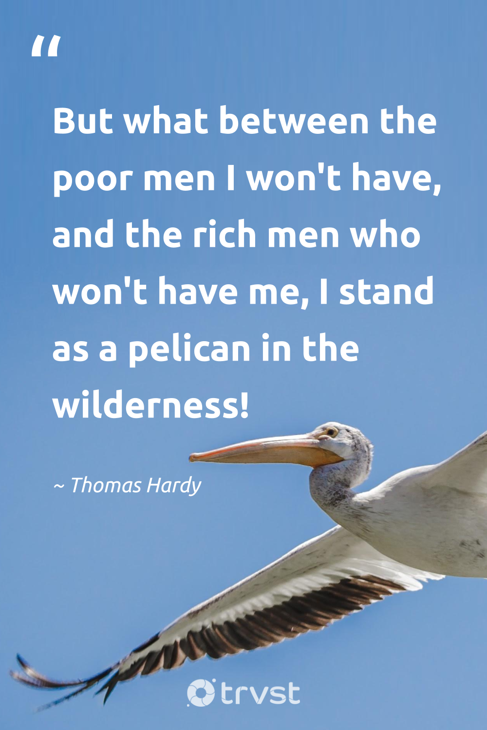 15 Pelican Quotes Taking Flight With Wisdom