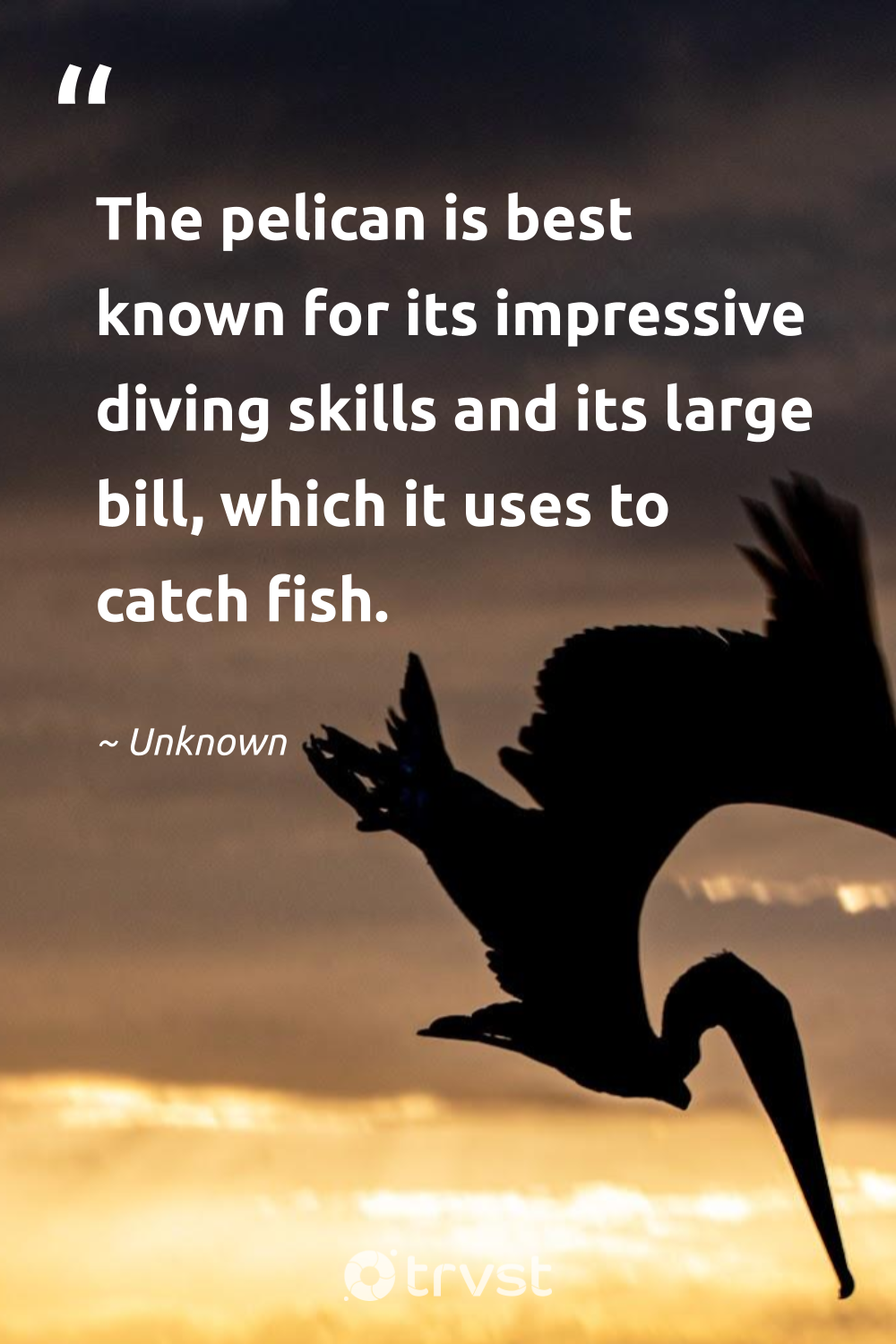 15 Pelican Quotes Taking Flight With Wisdom