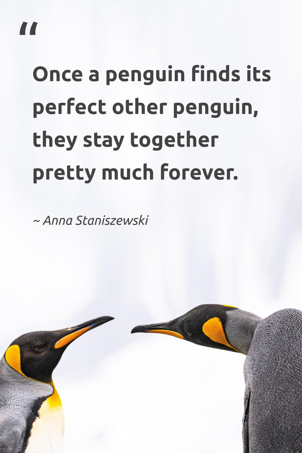 27 Penguin Quotes about the Monogamous Waddling Bird